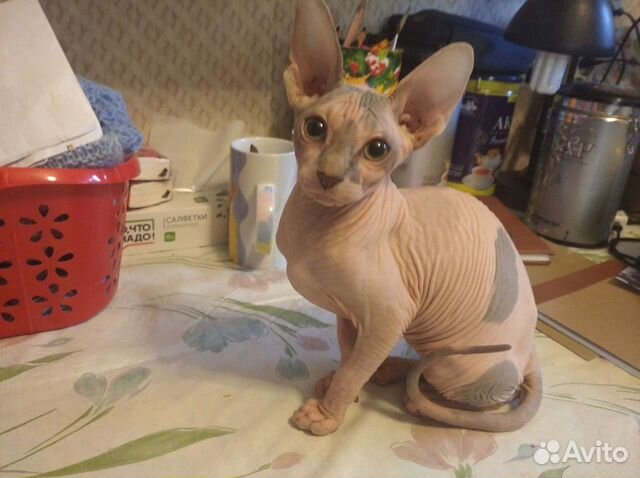 Канадский сфинкс котенок