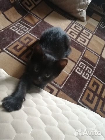 Отдам в добрые руки