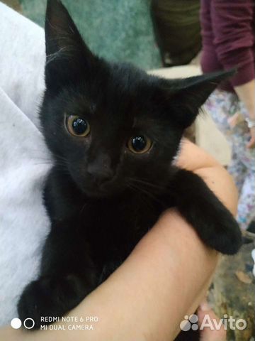 Котёнок Бакс в добрые руки