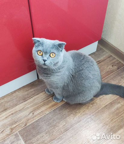 Кошечка Британская