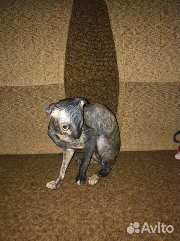 Отдам в добрые руки кошка сфинкс