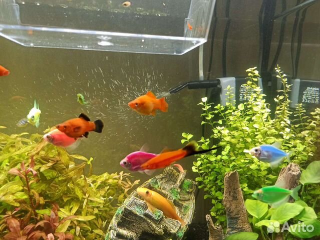 Мальки меченосцов