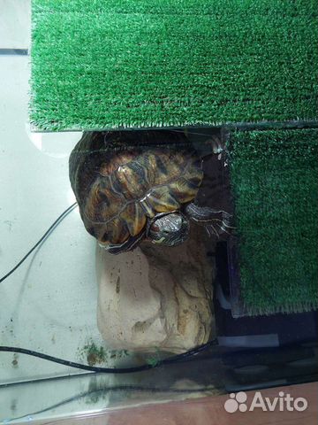 Красноухая черепаха в добрые руки