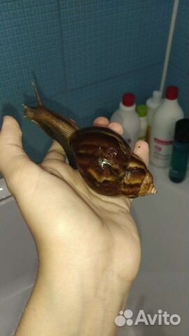 Улитка архахатина