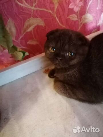 Шотландские вислоухие шоколадного окраса