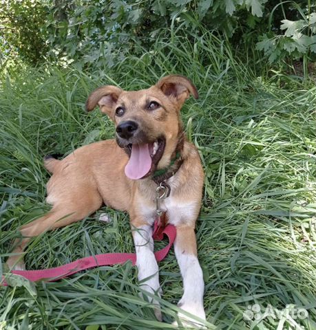 Щенок звонок будет мелкая