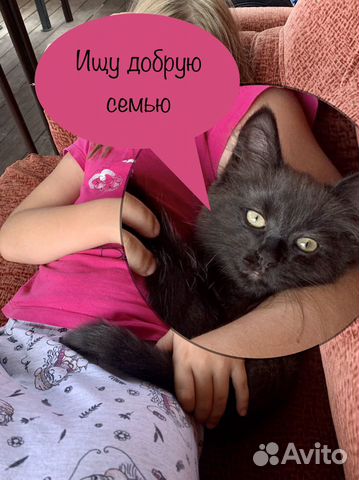 Котята в добрые руки мальчики