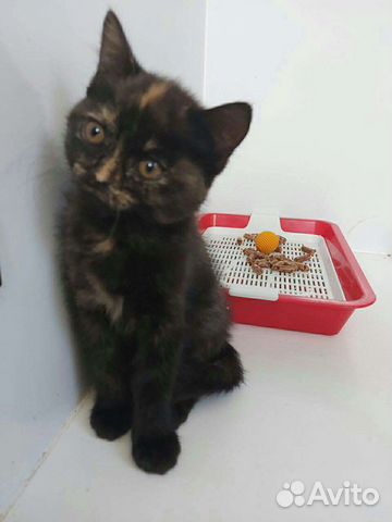 Британская