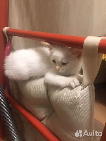 Беленький котенок, мальчик, с улицы