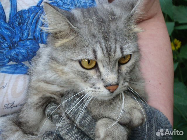 Котик Тишка