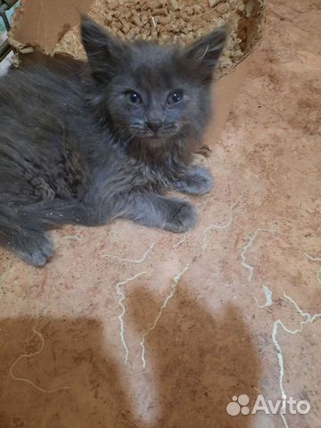 Кошки в добрые руки