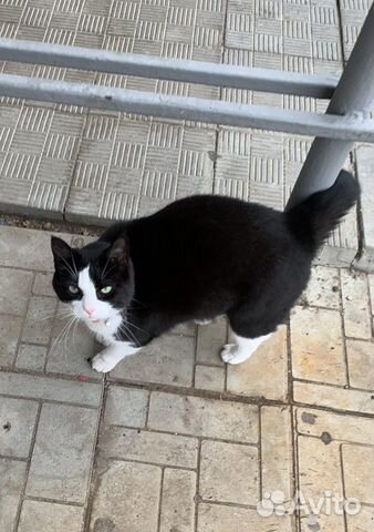 Кошка в добрые руки