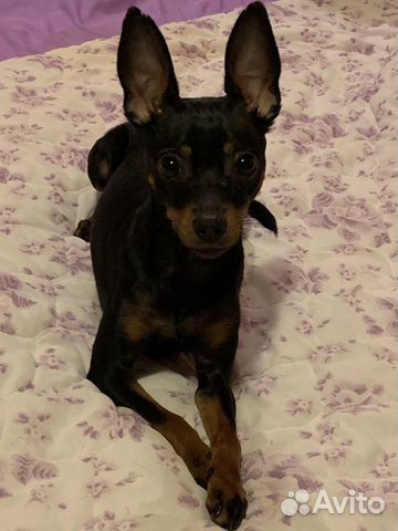 Пражский крысарик кобель вязка