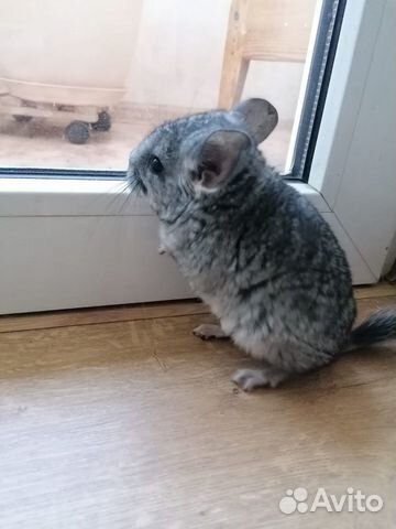 Шиншиллята