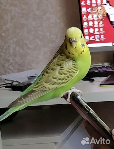 Потерялся волнистый попугай