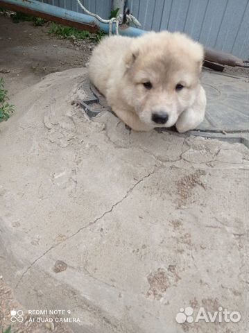Среднеазиатская овчарка продажа щенков