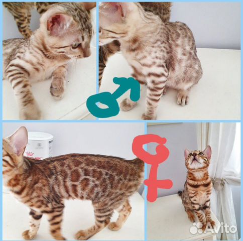 Бенгальские котята Санкт-Петербург
