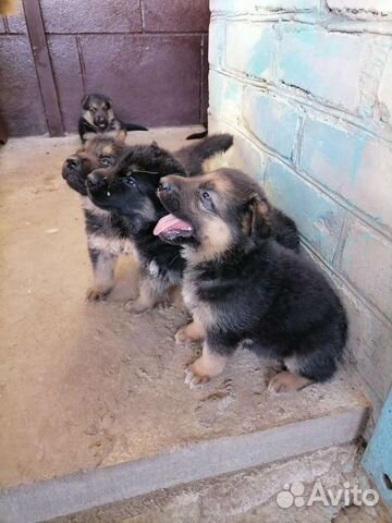 Продаю щенков