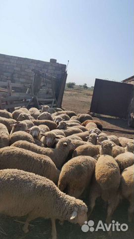 Матки полторашки