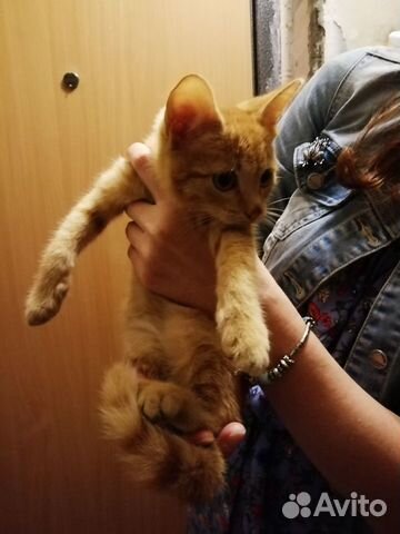 Котенок