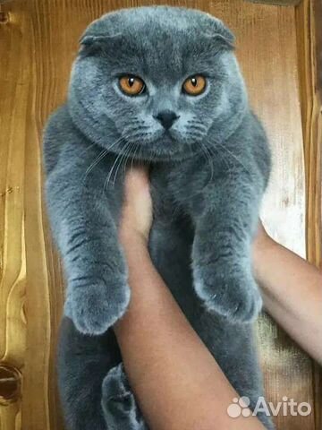 Британский кот