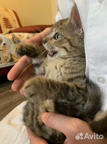 Котенок Лето ищет дом