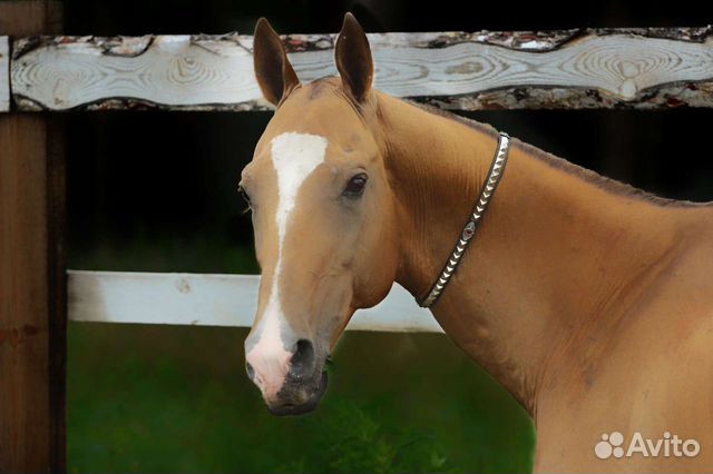 Ахалтекинский жеребец