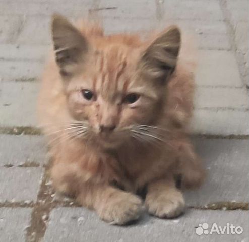 Грустные рыжие котята