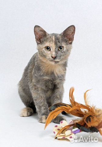 Котенок девочка Полли 3 мес ищет дом