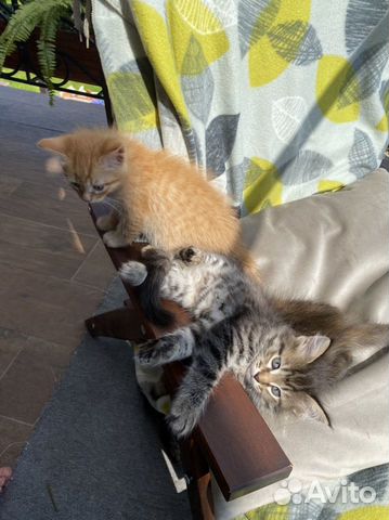 Котята