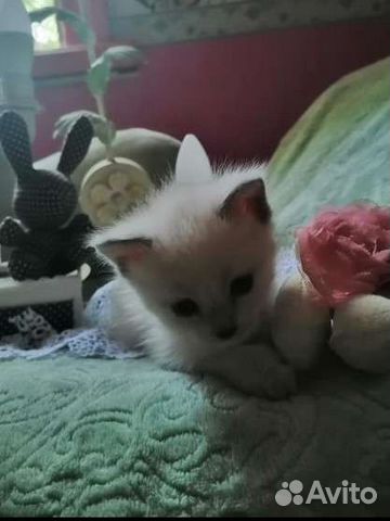Тайские котята