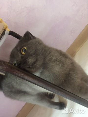 Британская кошка