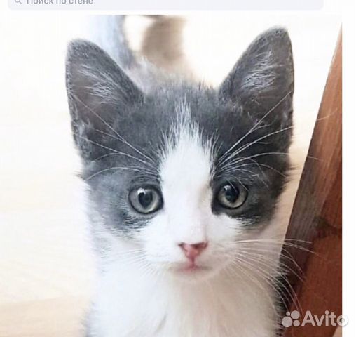 Котята Серебристо-Дымчатое Чудо дар в добрые руки