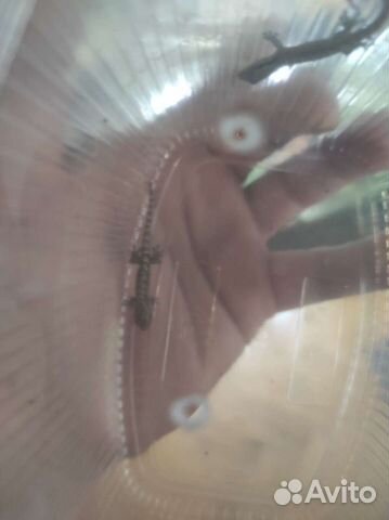 Траурный геккон