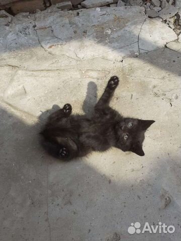Черные котята бесплатно
