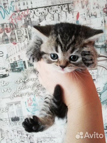 Шотландские прямоухие котята