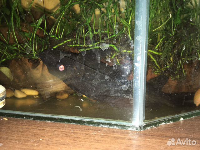 Багрус (сом перевертыш)