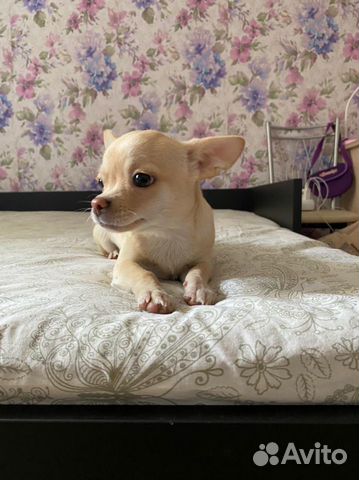 Щенок чихуахуа девочки
