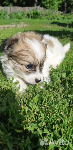 Смесь джек рассел и шпиц