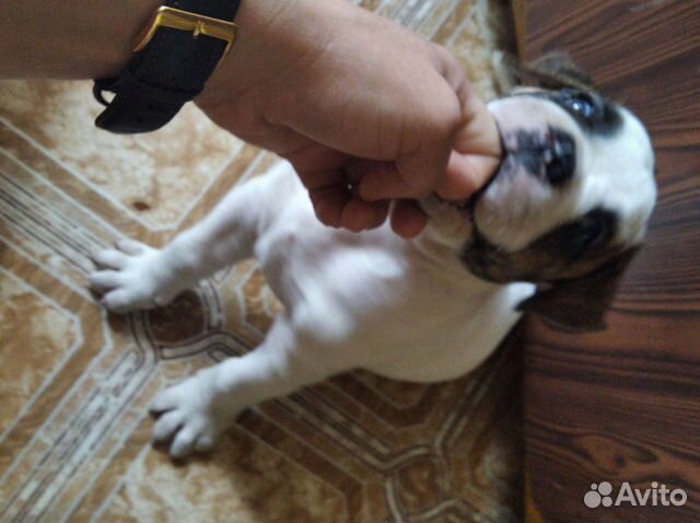 Предлагаем к продаже щенка американского бульдога