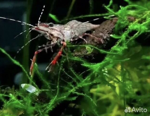 Koльцeрукая креветка - Масrobrаchium