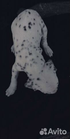 Чудесные щеночки далматина