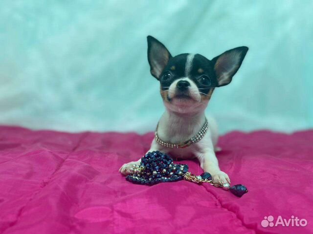 Крошка на ладошке