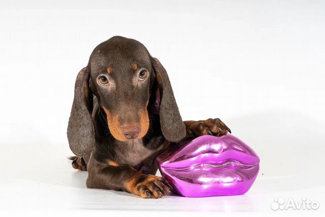 Шоколадная Такса