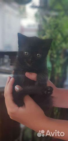 Британская кошка