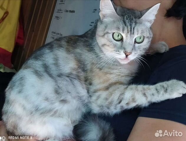 Бритти в добрые руки