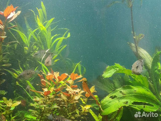 Бриллиантовая цихлазома