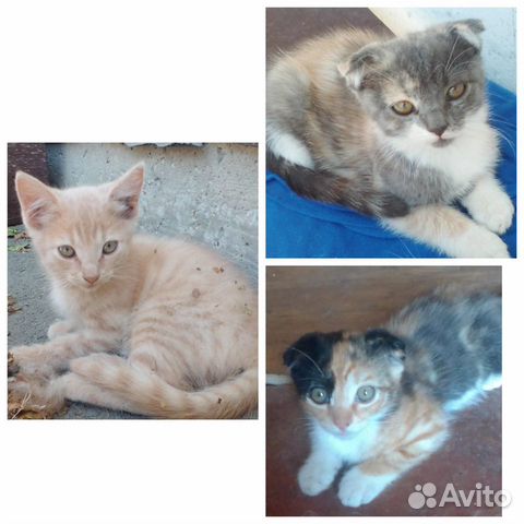 Подарю пушистиков