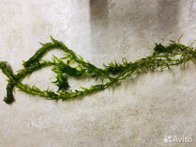 Аквариумные растения