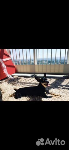 Английский той терьер